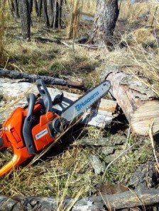 "Cedar Sap and Fences" – Beef Runner