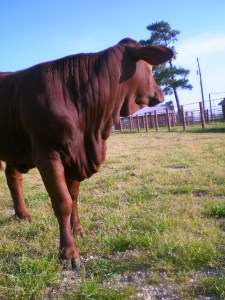 Wordless Wednesday – Beef Runner