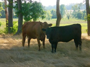 Wordless Wednesday: The Gatherin Place – Beef Runner