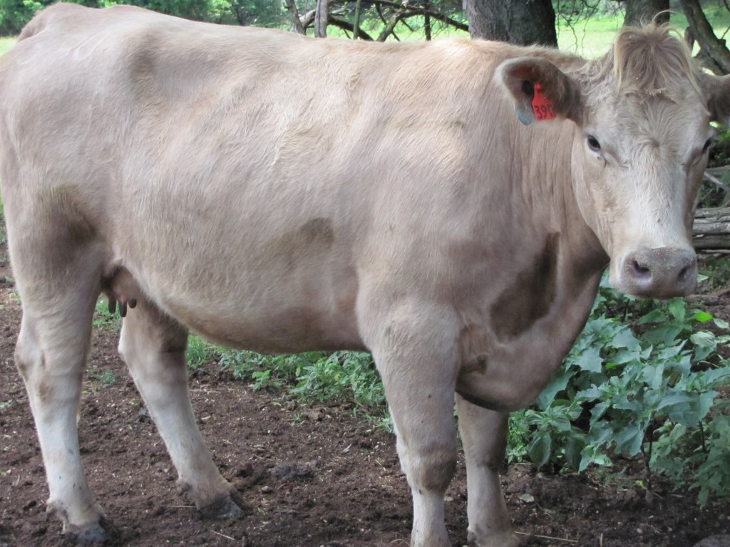 Cattle 101 - The Life of a Beef Cow – Beef Runner