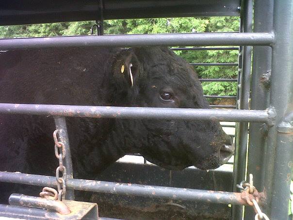 Breeding Season coming to a close – Beef Runner