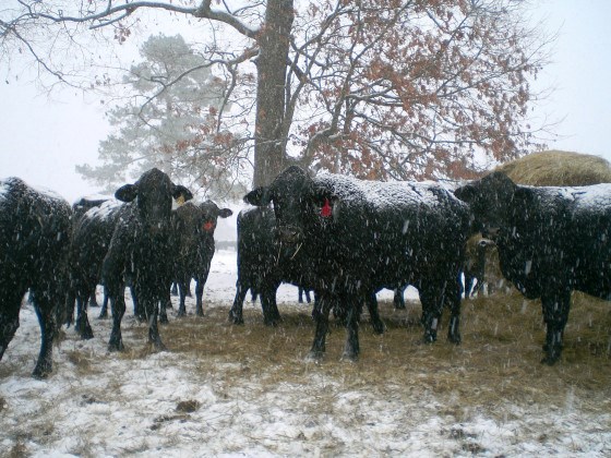 Frostbite on their teats and other cold weather farming issues | CNN ...