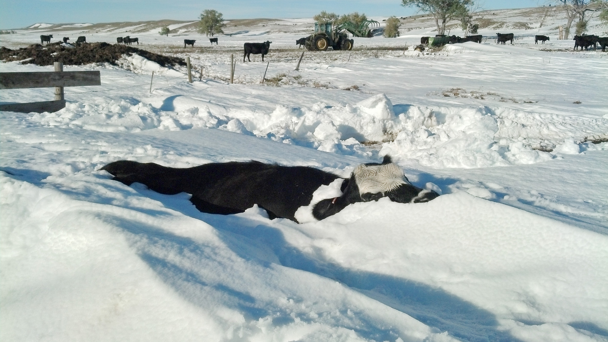 One Year After Atlas Blizzard Kills Thousands of Livestock – Beef Runner