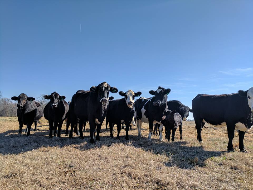Ask a Farmer Q&A posts and contact on the Beef Runner blog
